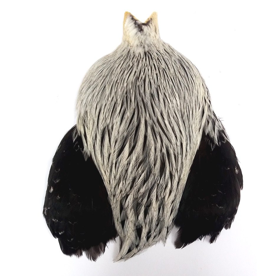 Whiting Brahma Rooster Cape in Natural Silver Badger - Premier Angling
