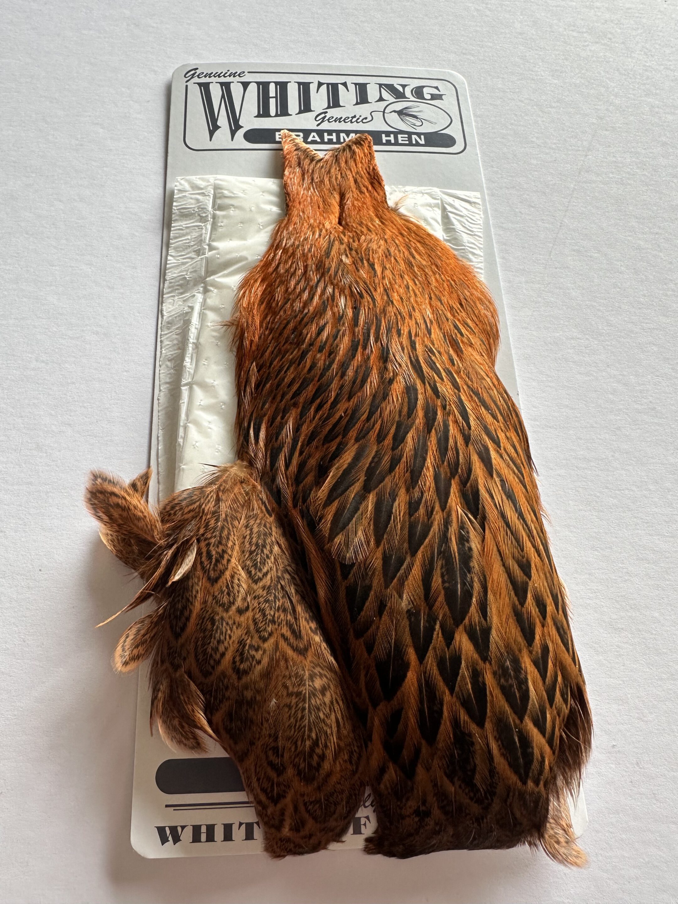 Whiting Brahma Hen Cape Badger Dyed Golden Brown - Premier Angling